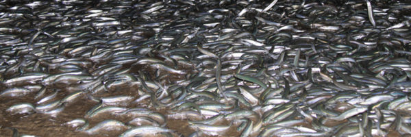 What to Expect During 2017’s Grunion Runs - Heal the Bay
