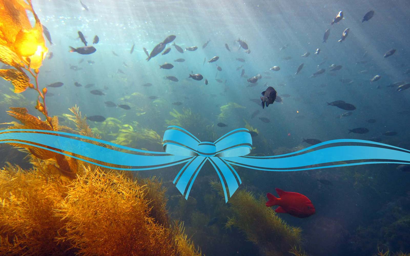 Heal the Bay - Ocean & Watershed Protection in Los Angeles County