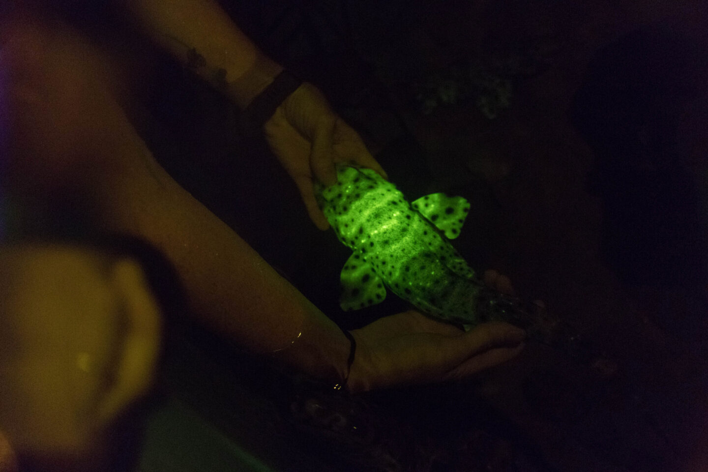 Glow Up: Bioluminescence & Biofluorescence in the Bay - Heal the Bay