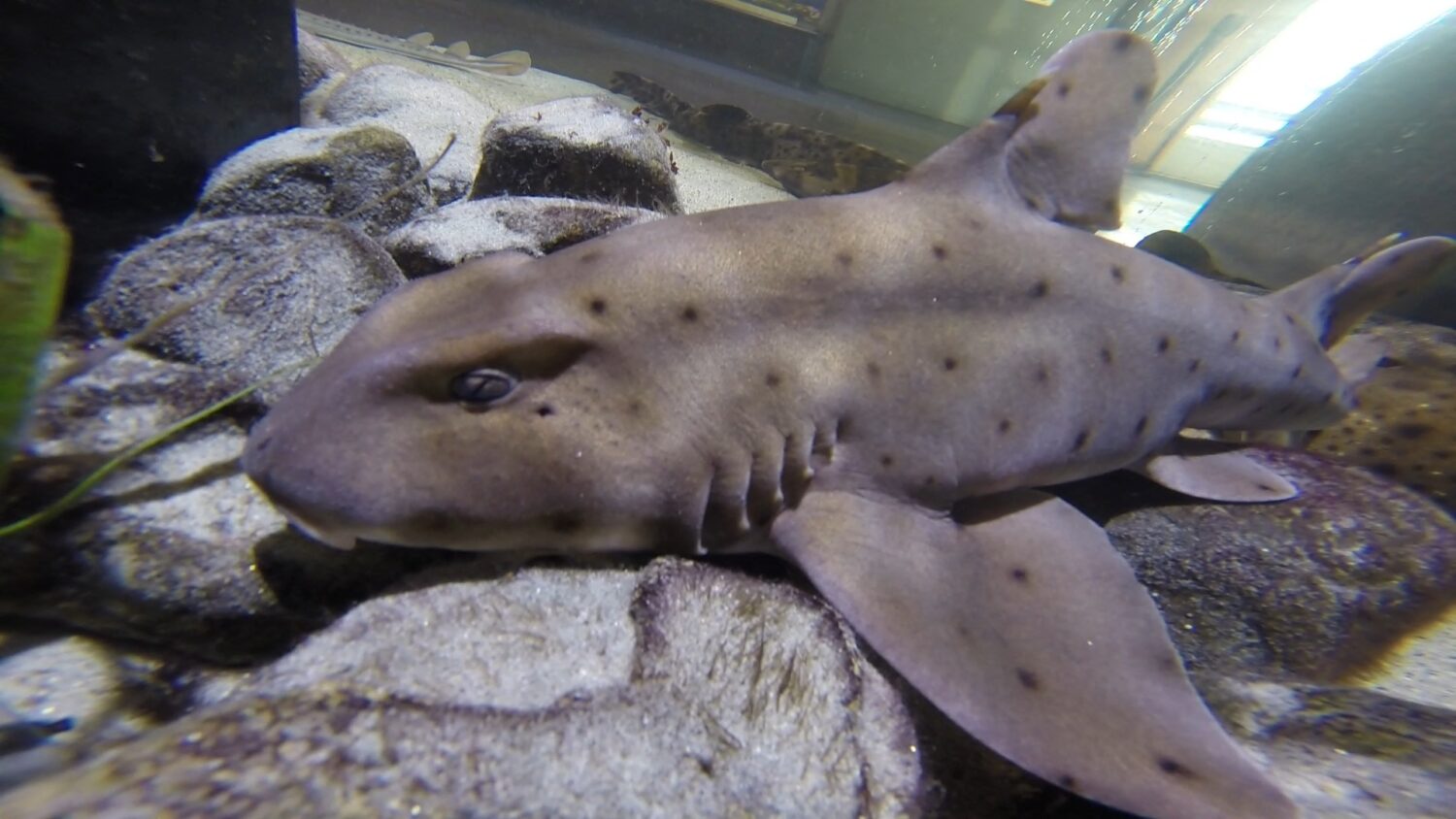 It’s #SharkWeek, Every Week! - Heal the Bay